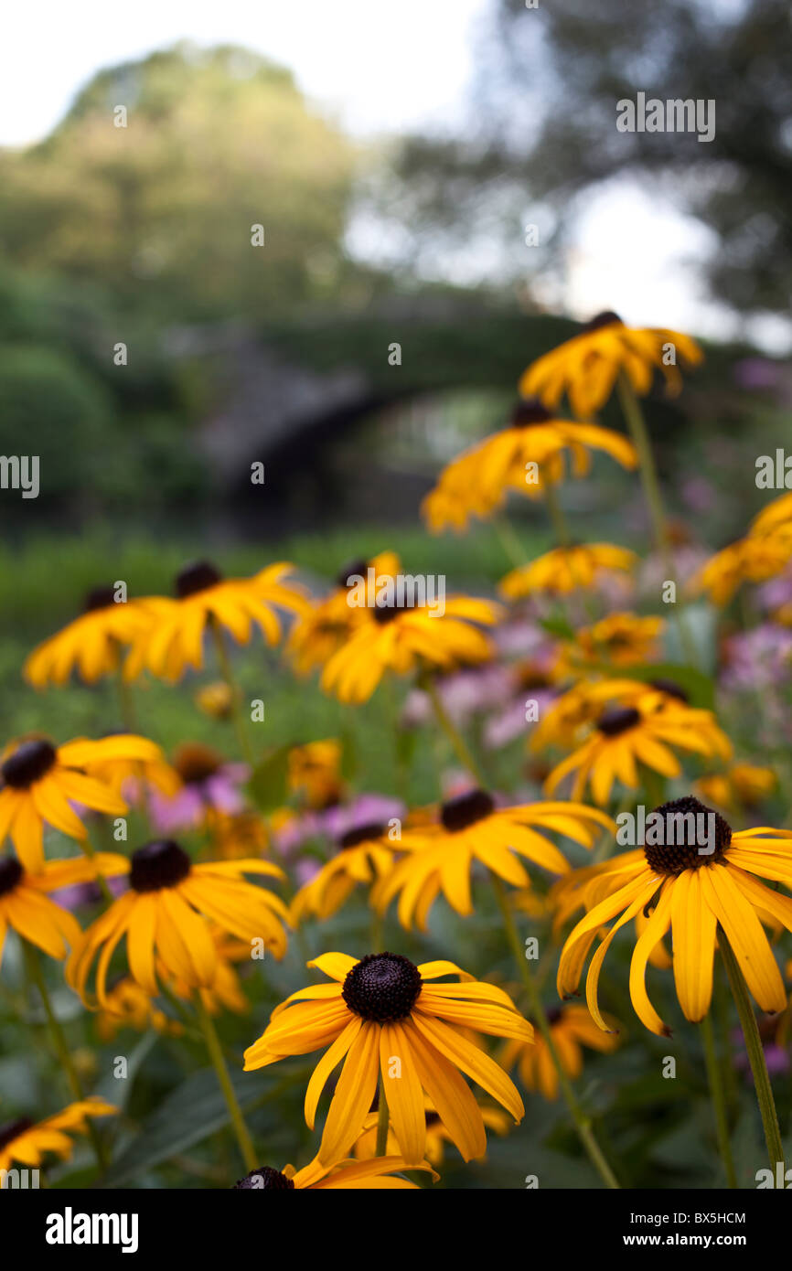 Central Park - New York City flowers in summer Stock Photo - Alamy
