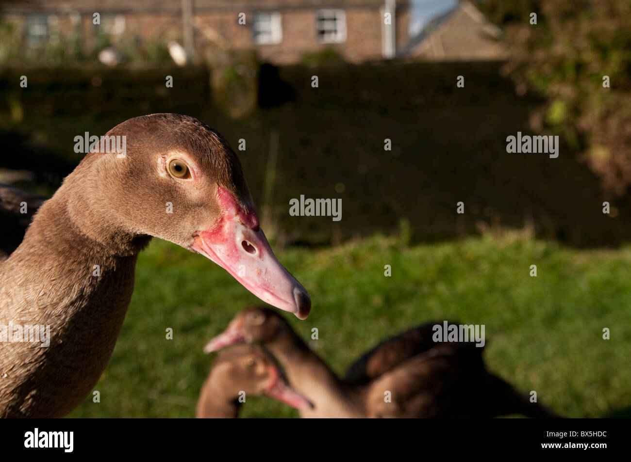 Cauldwell Mill Rowsley near Bakewell Derbyshire Peak District England ...
