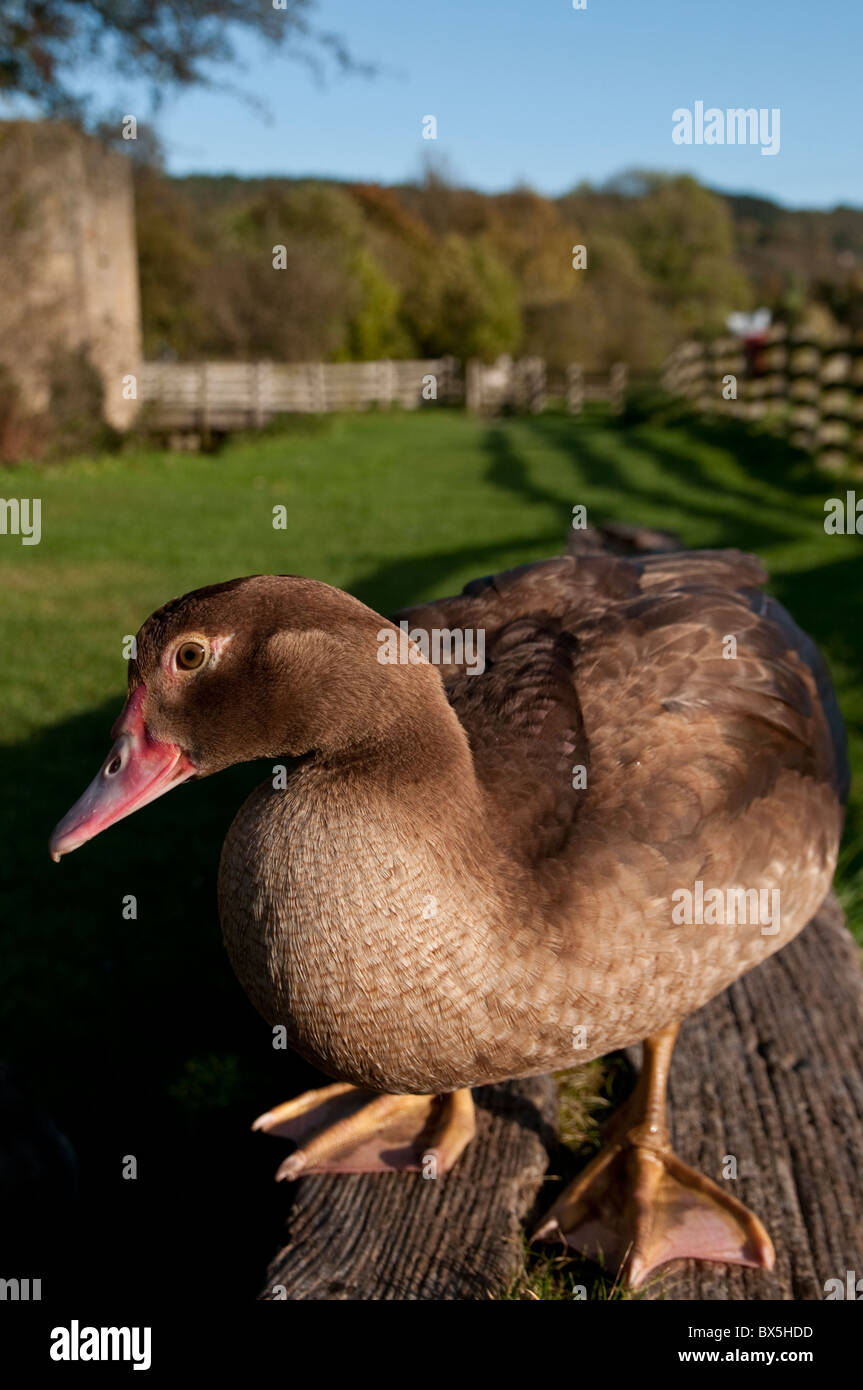 Cauldwell High Resolution Stock Photography and Images - Alamy