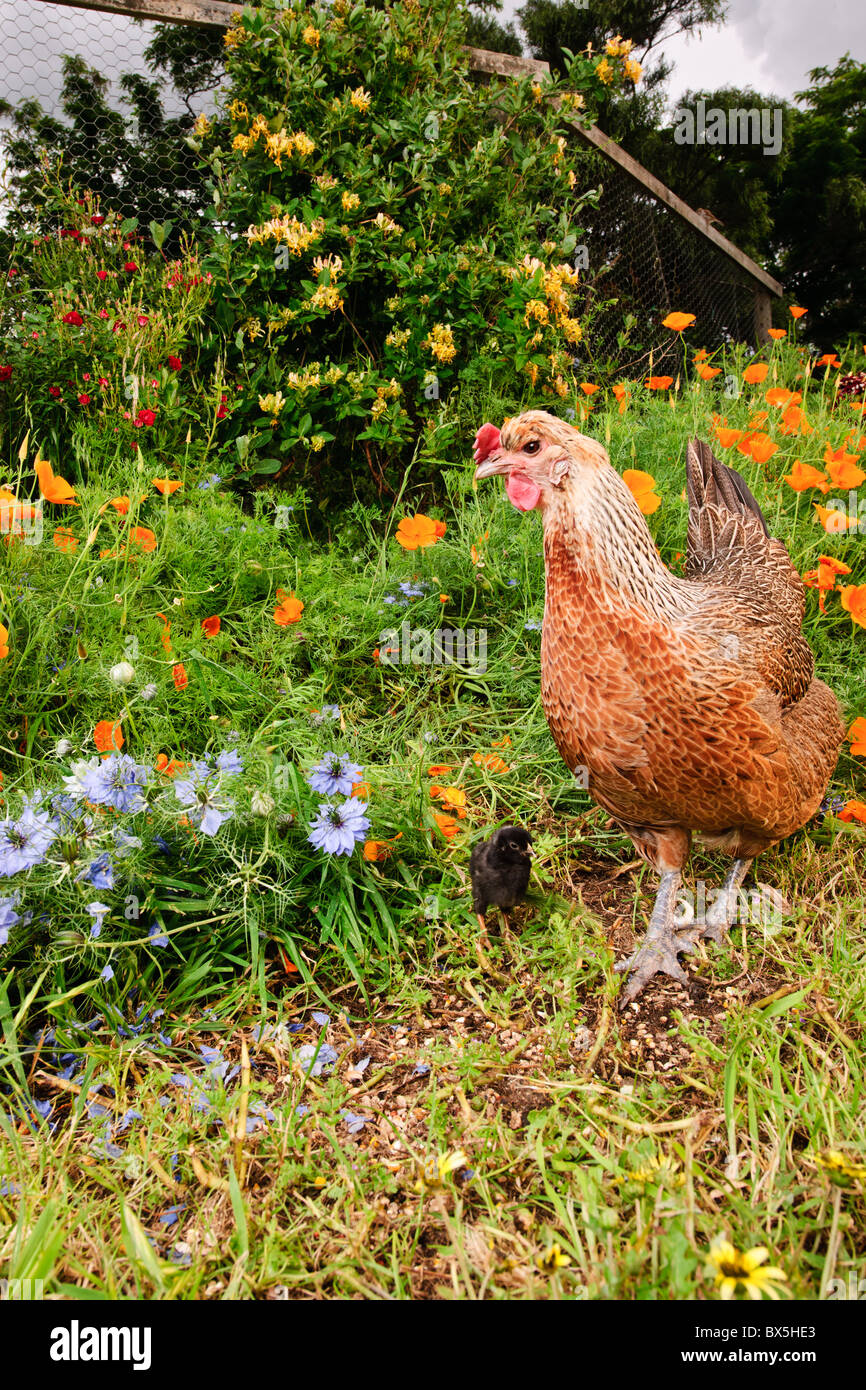 Spring, Hen and chick explore garden Stock Photo - Alamy