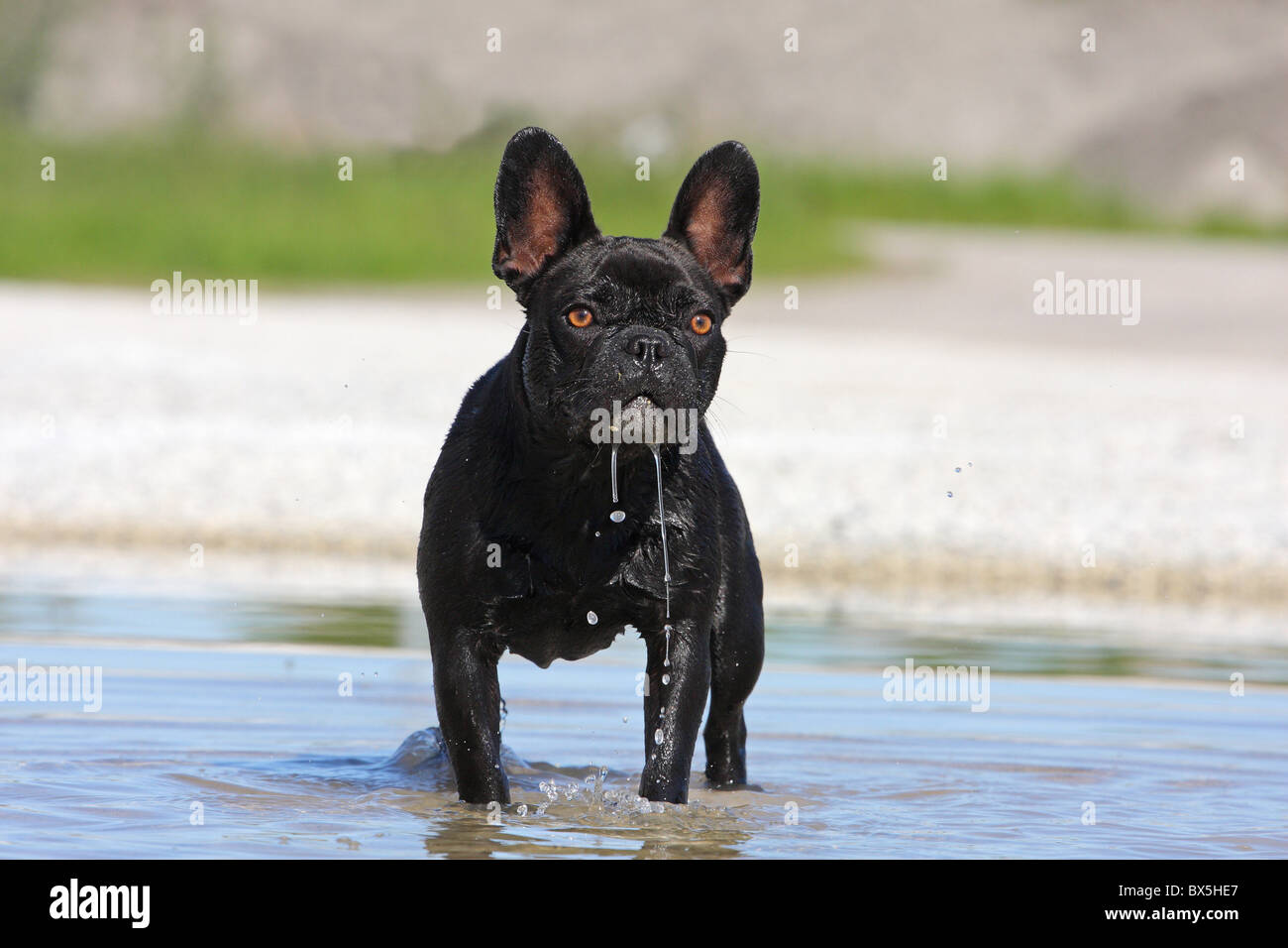 bathing French Bulldog Stock Photo - Alamy