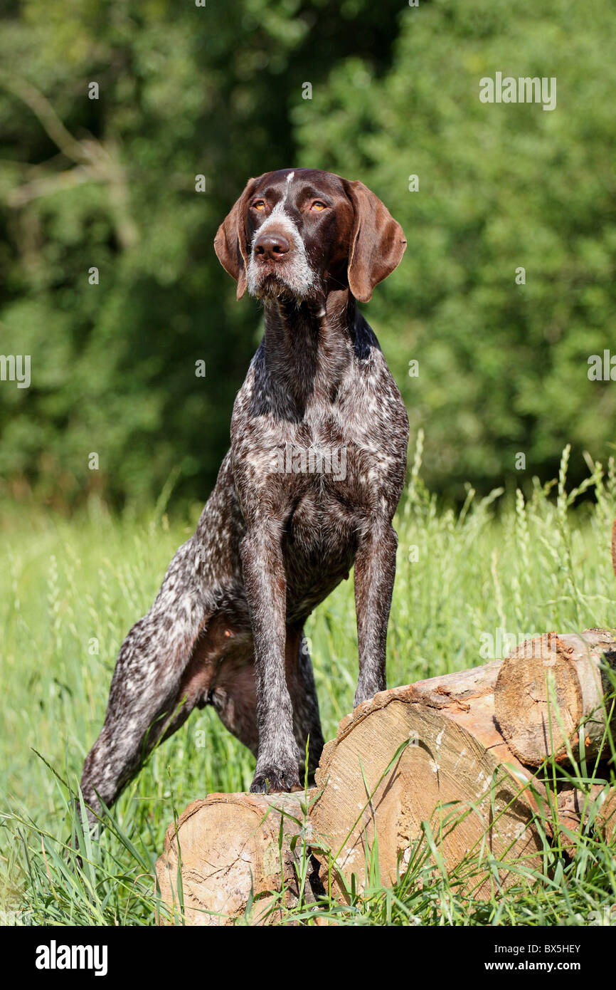 Pointer stands hi-res stock photography and images - Alamy