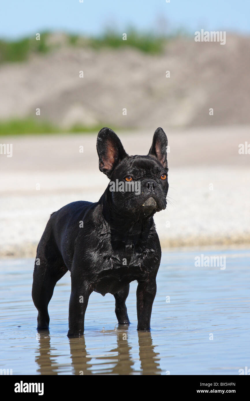bathing French Bulldog Stock Photo - Alamy