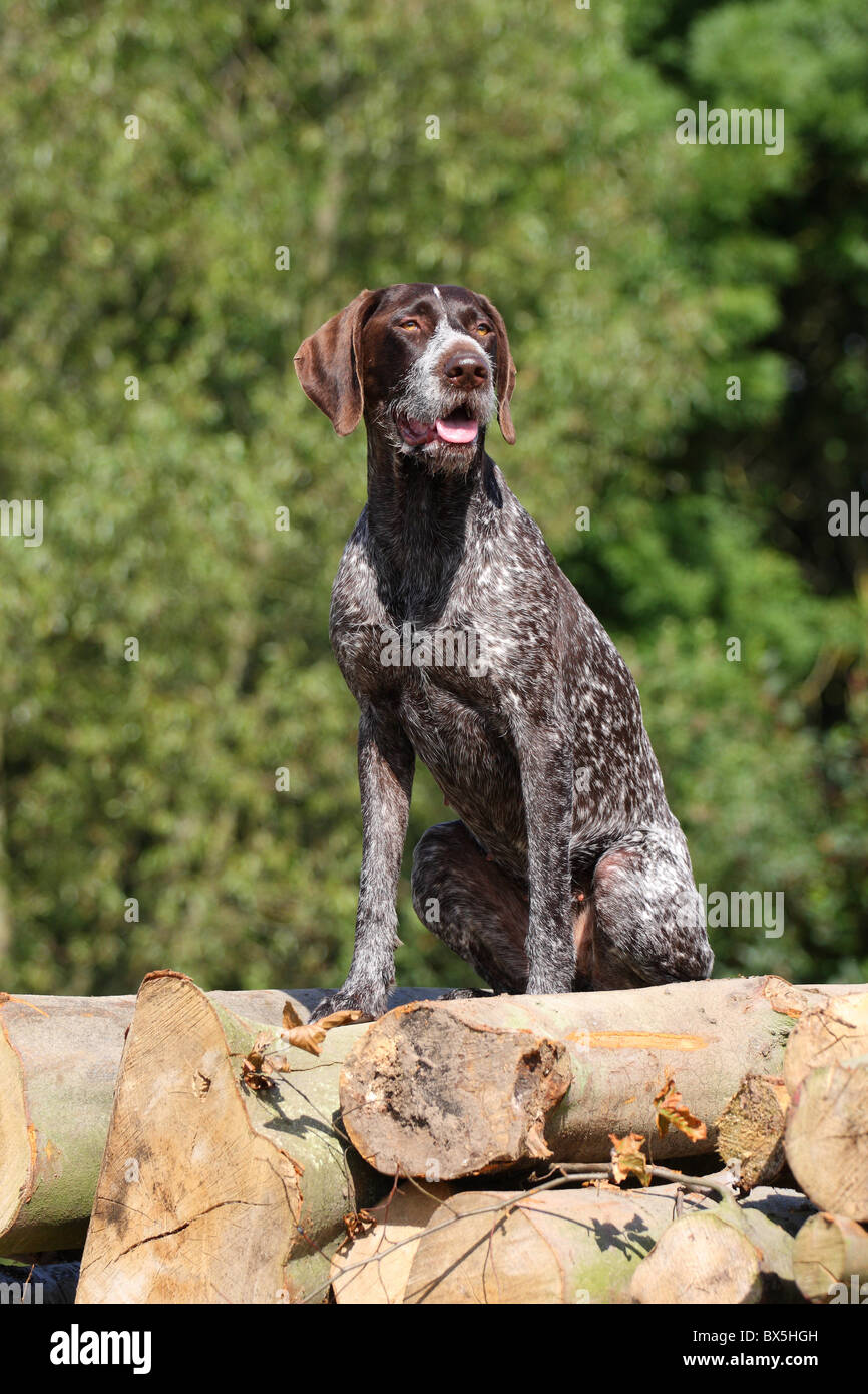 German wirehaired Pointer Stock Photo - Alamy