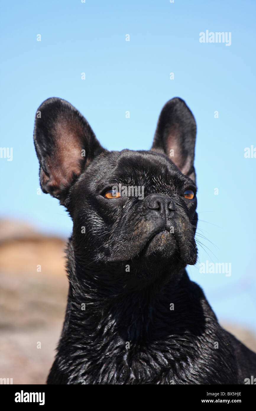 French Bulldog Portrait Stock Photo - Alamy