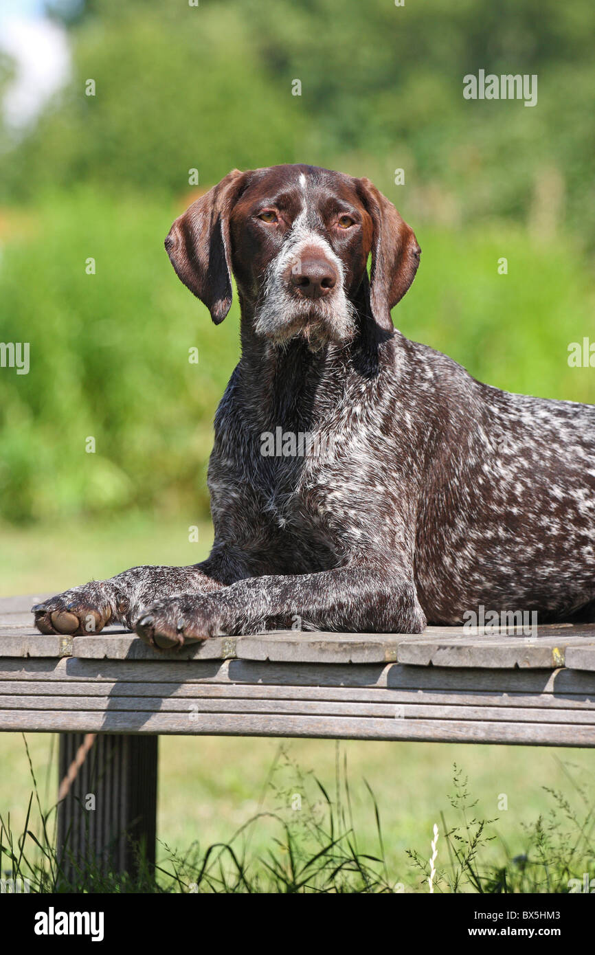 German wirehaired Pointer Stock Photo - Alamy