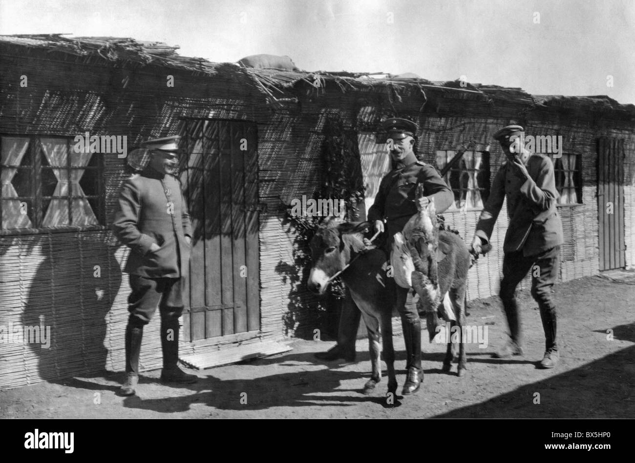 War Donkey High Resolution Stock Photography and Images - Alamy