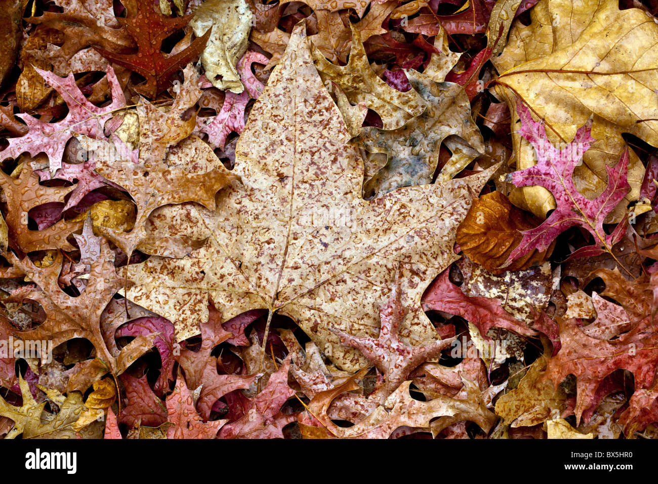 Autumn large oak leaf among smaller ones Stock Photo - Alamy
