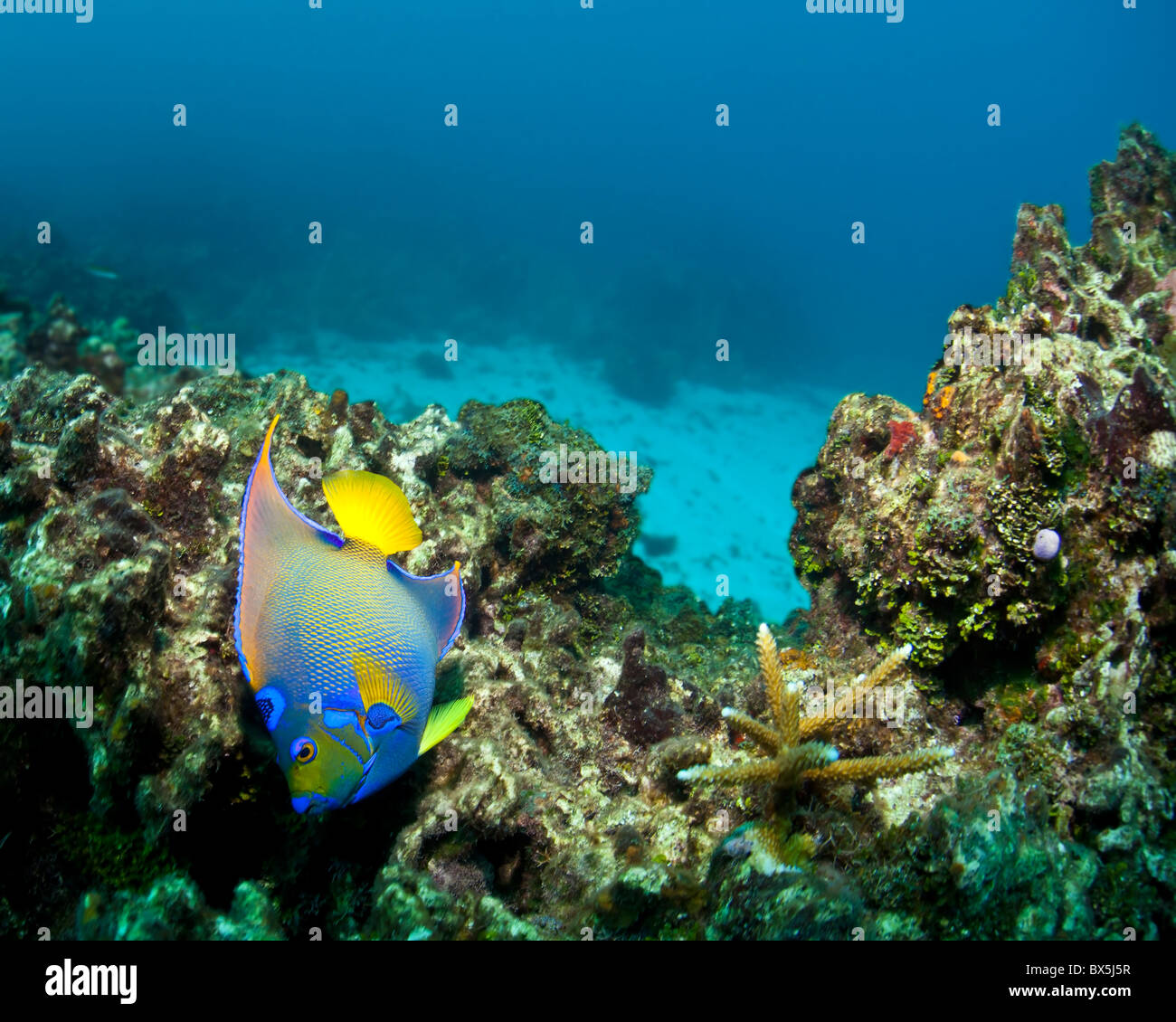 Queen Angelfish Swimming Over Tropical Coral Reef