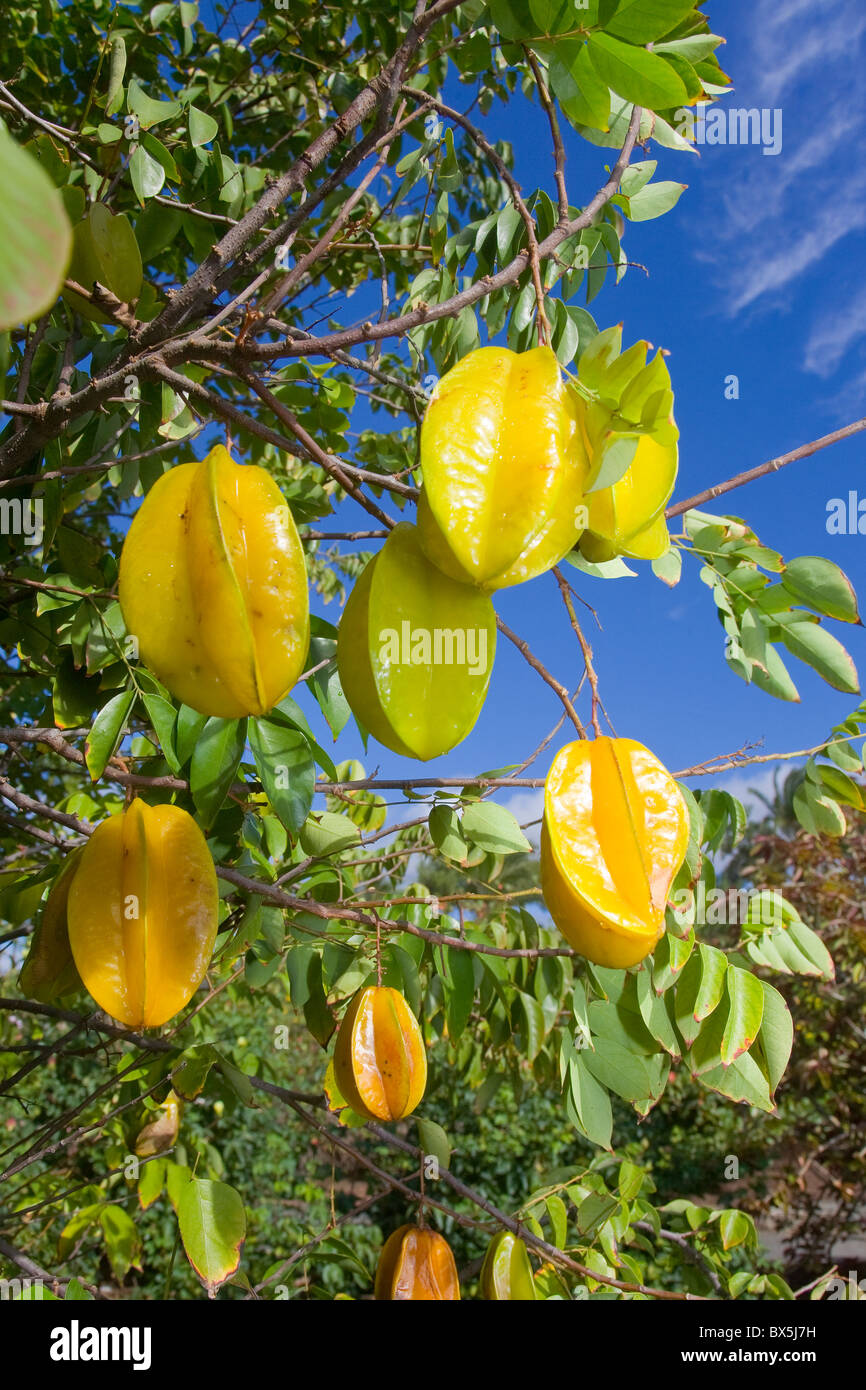 Carambola averrhoa carambola star fruit hi-res stock photography and ...