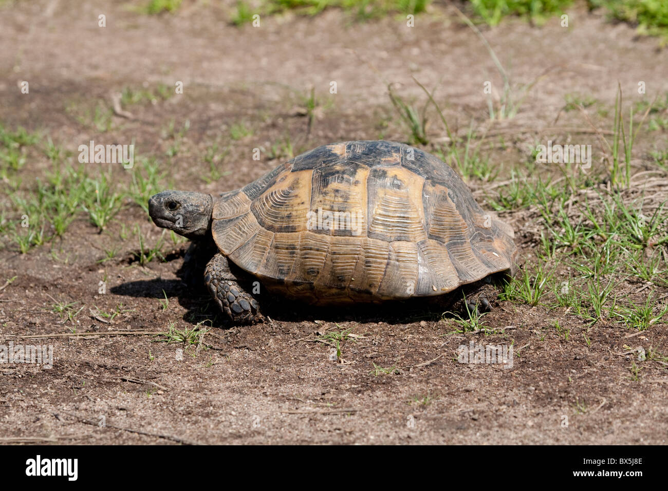 Spur thighed Tortoise (Testudo graeca Stock Photo - Alamy