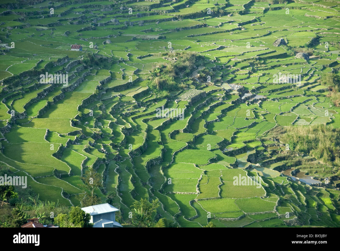 Rice terraces typical of Ifugao culture, Kapayaw, near Sagada ...