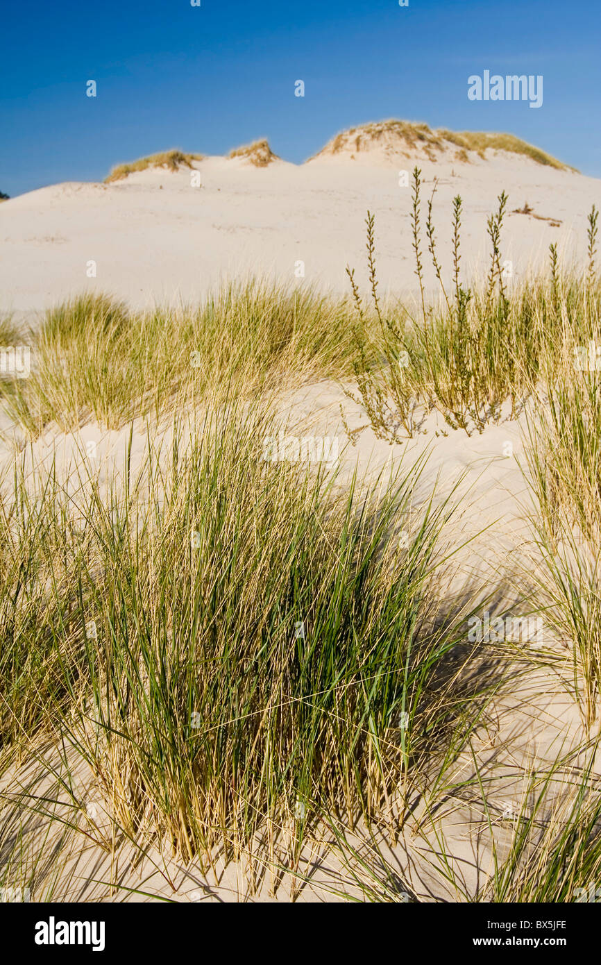 The desert Leba - Poland Stock Photo - Alamy