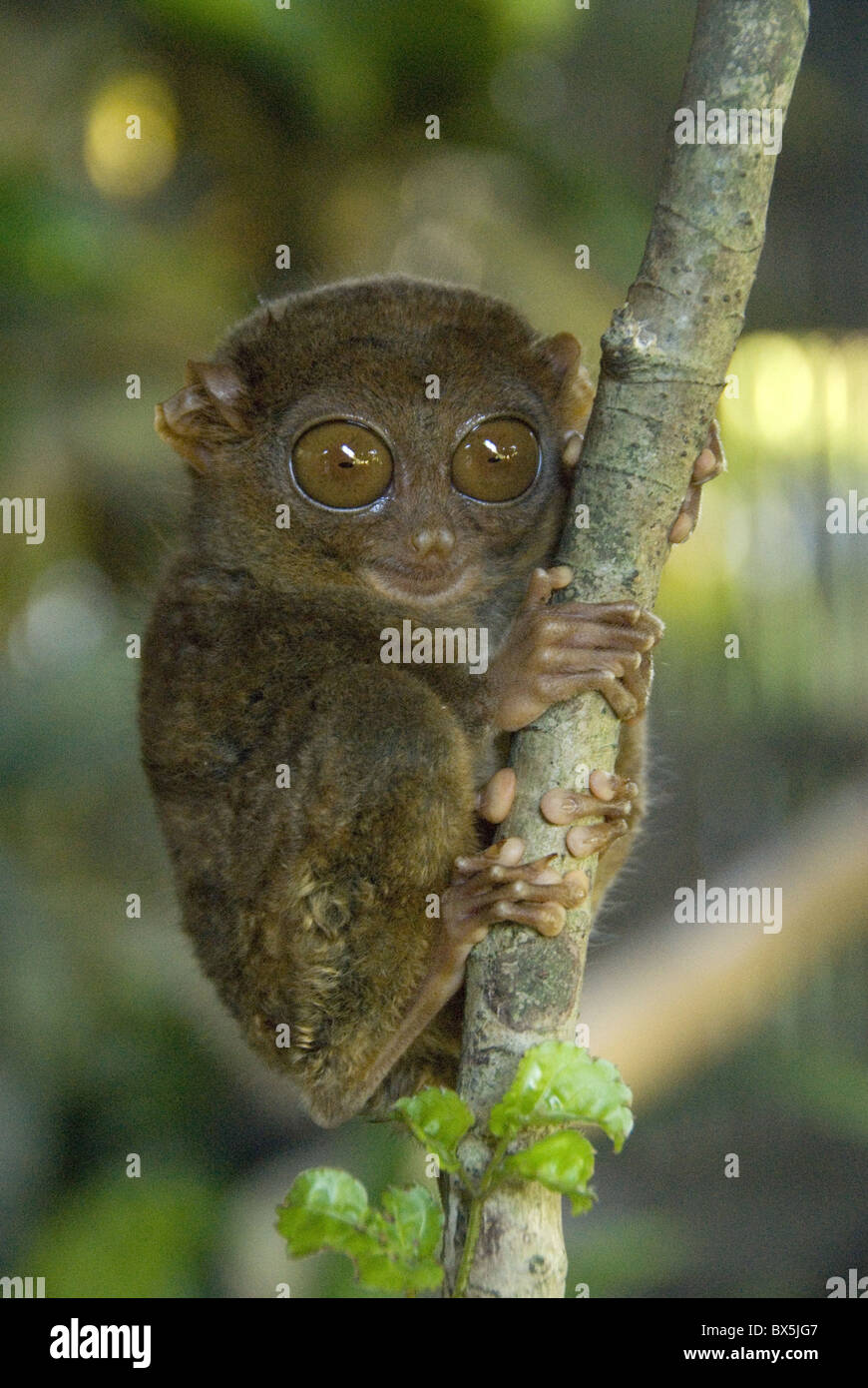 Tarsier Wallpaper