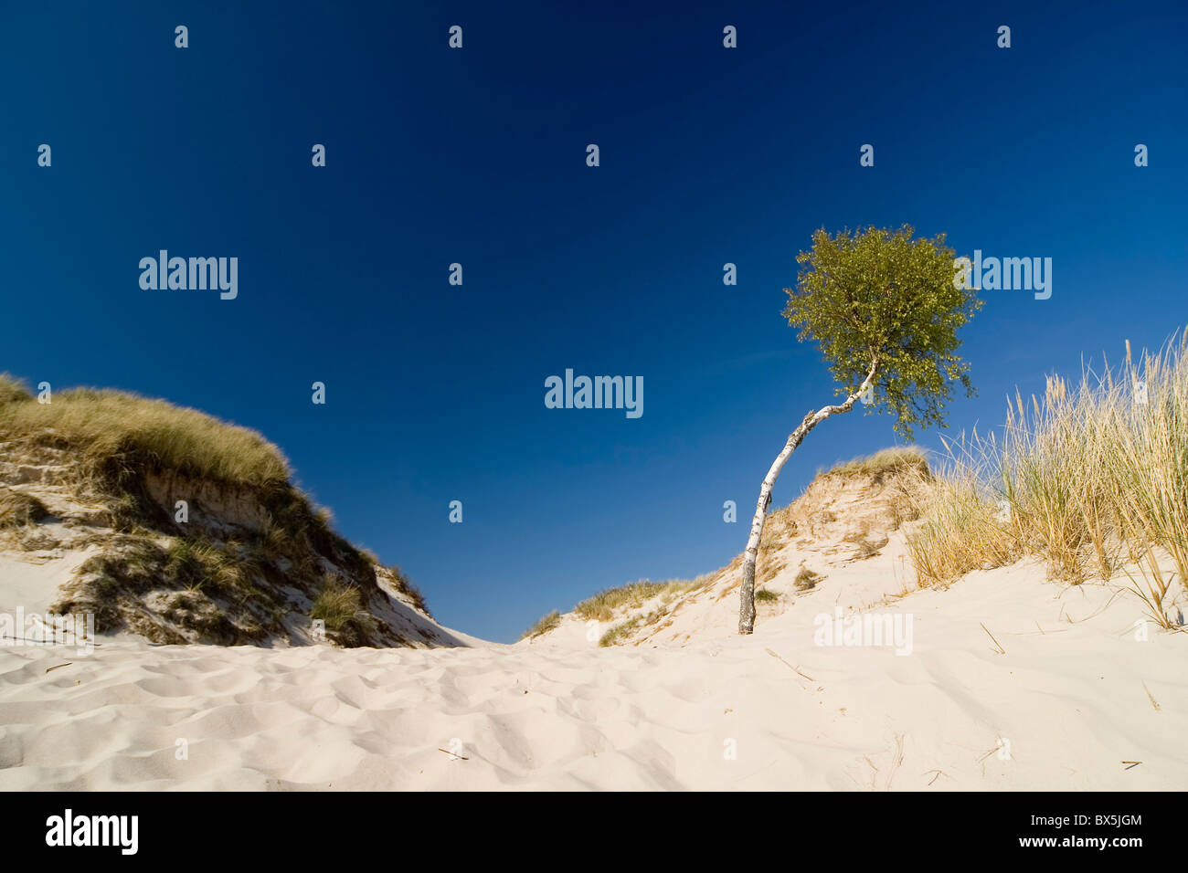 The desert Leba - Poland Stock Photo - Alamy