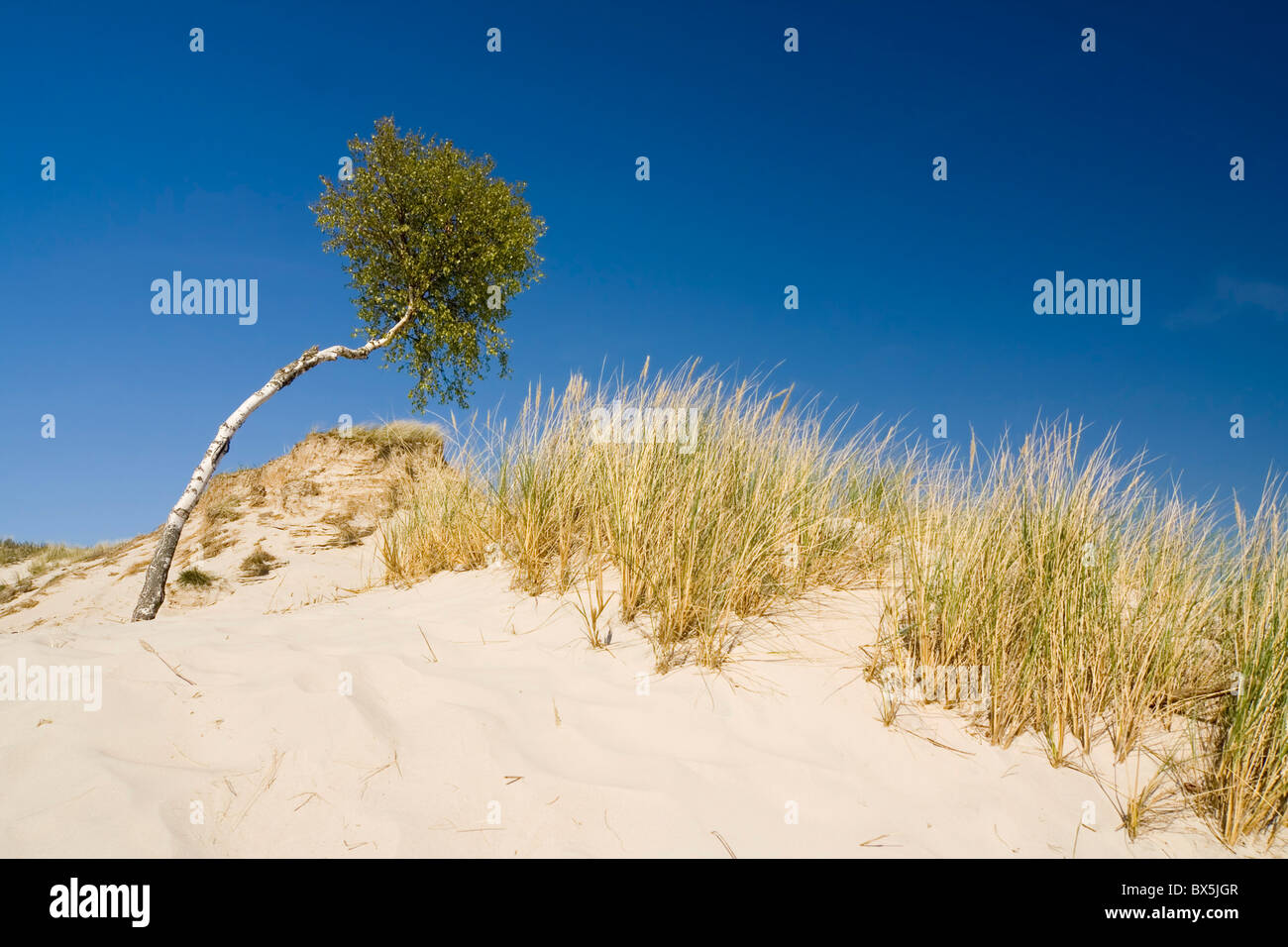 the desert Leba - birch in sand Stock Photo - Alamy