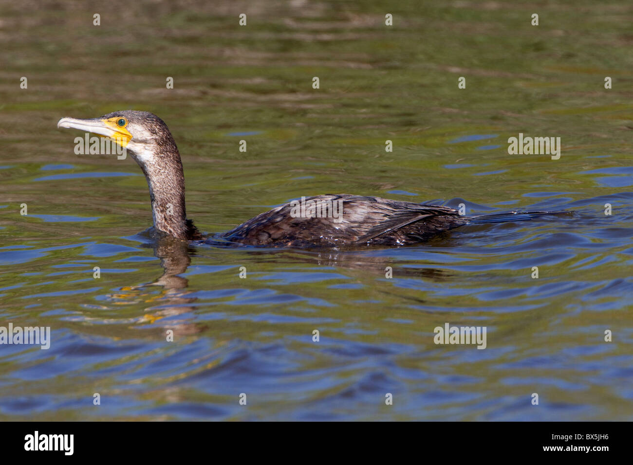 (Great) Cormorant (Phalacrocorax carbo) swimming Stock Photo - Alamy