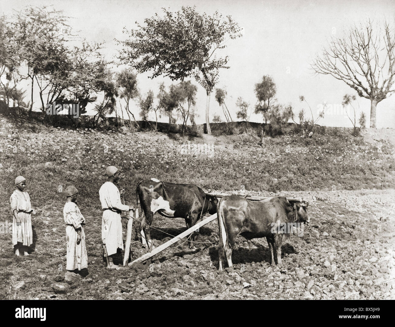 Man Ploughing With Oxen High Resolution Stock Photography and Images ...