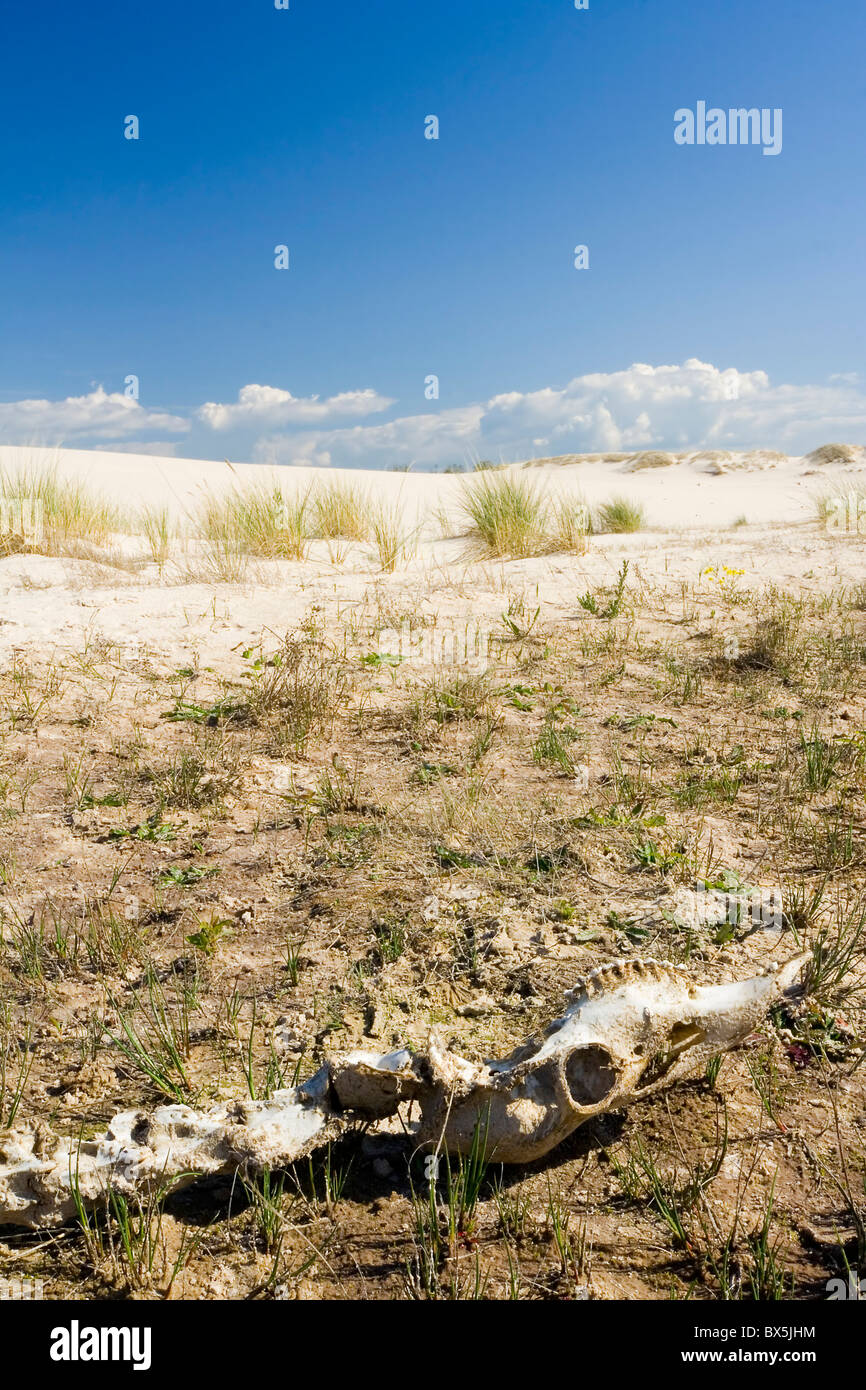 Skeleton coast desert bones hi-res stock photography and images - Alamy