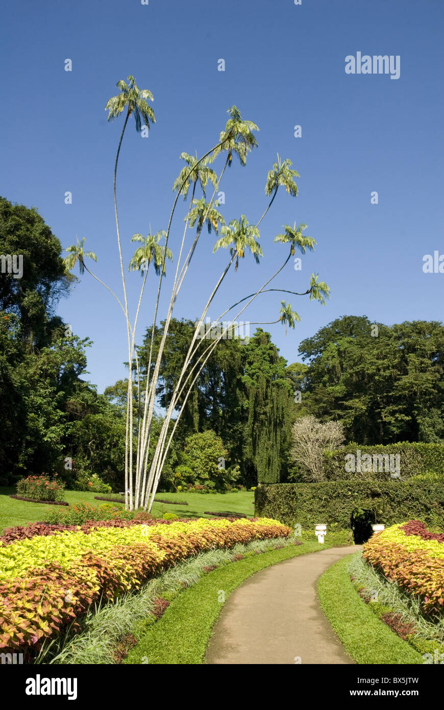 Peradeniya Botanic Gardens, Kandy, Hill Country, Sri Lanka, Asia Stock ...