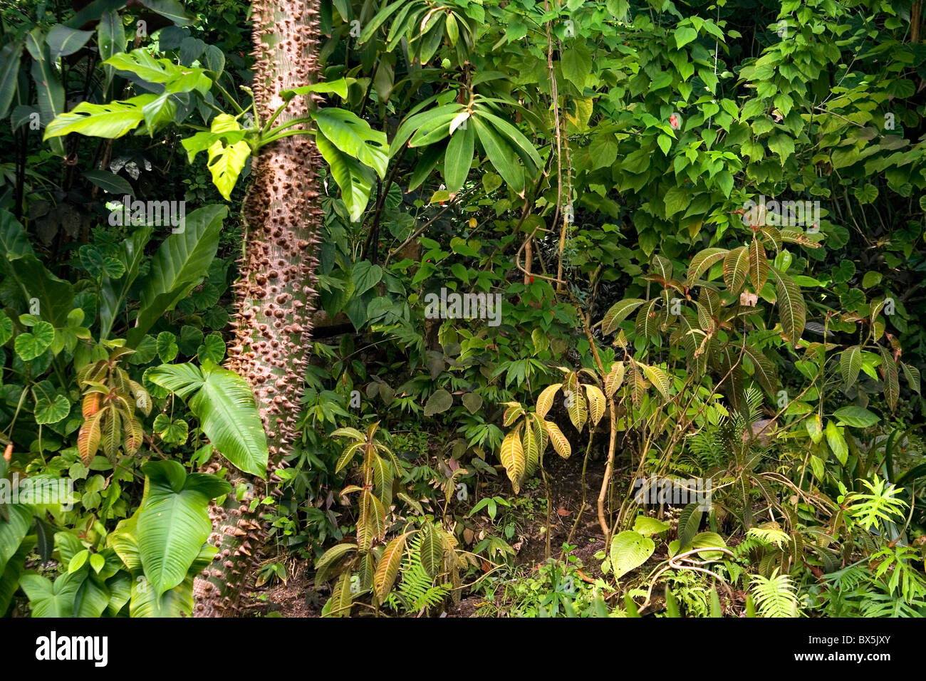 the various vegetation in tropical rain forest - botanical garden in ...