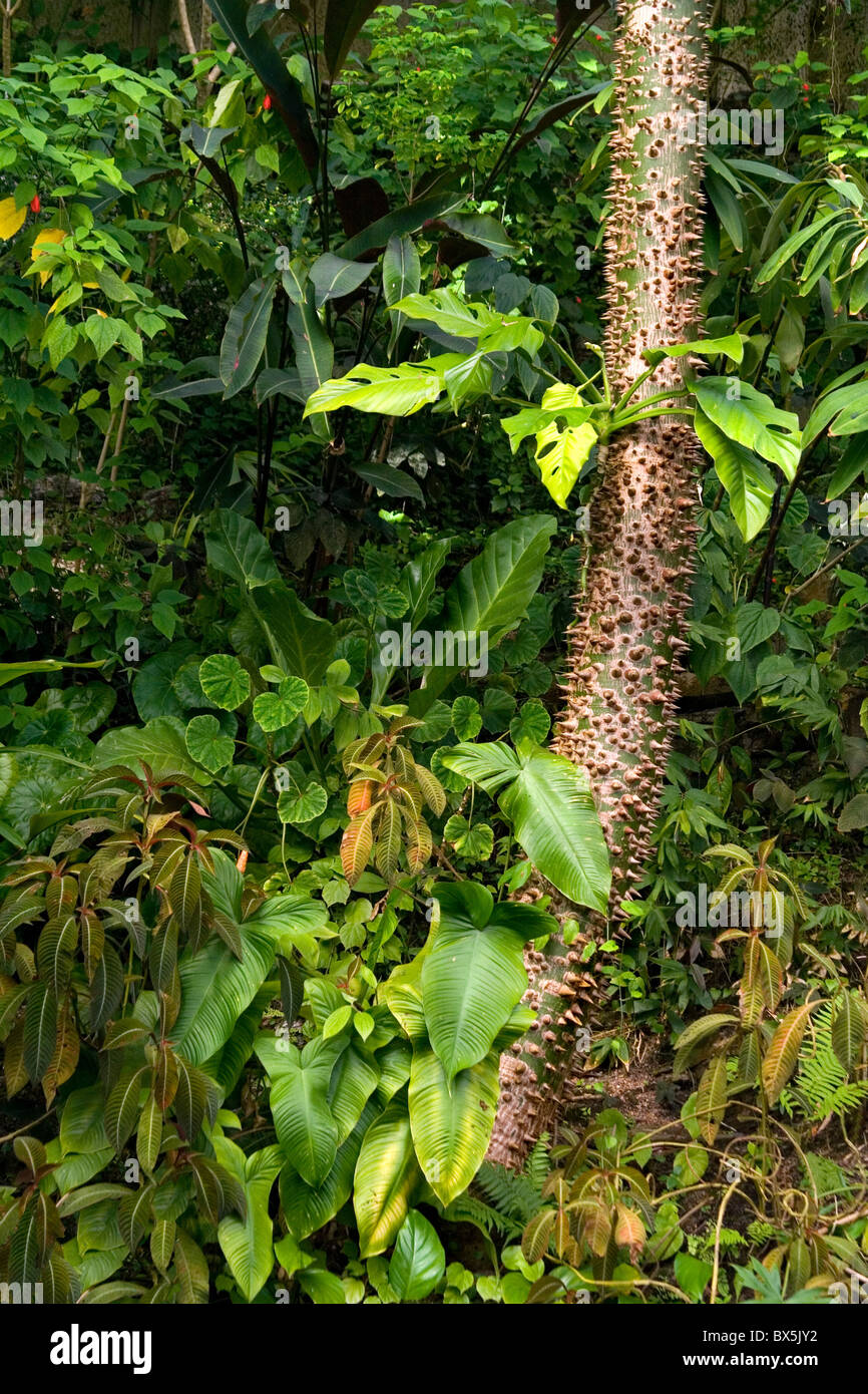 the various vegetation in tropical rain forest - botanical garden in ...