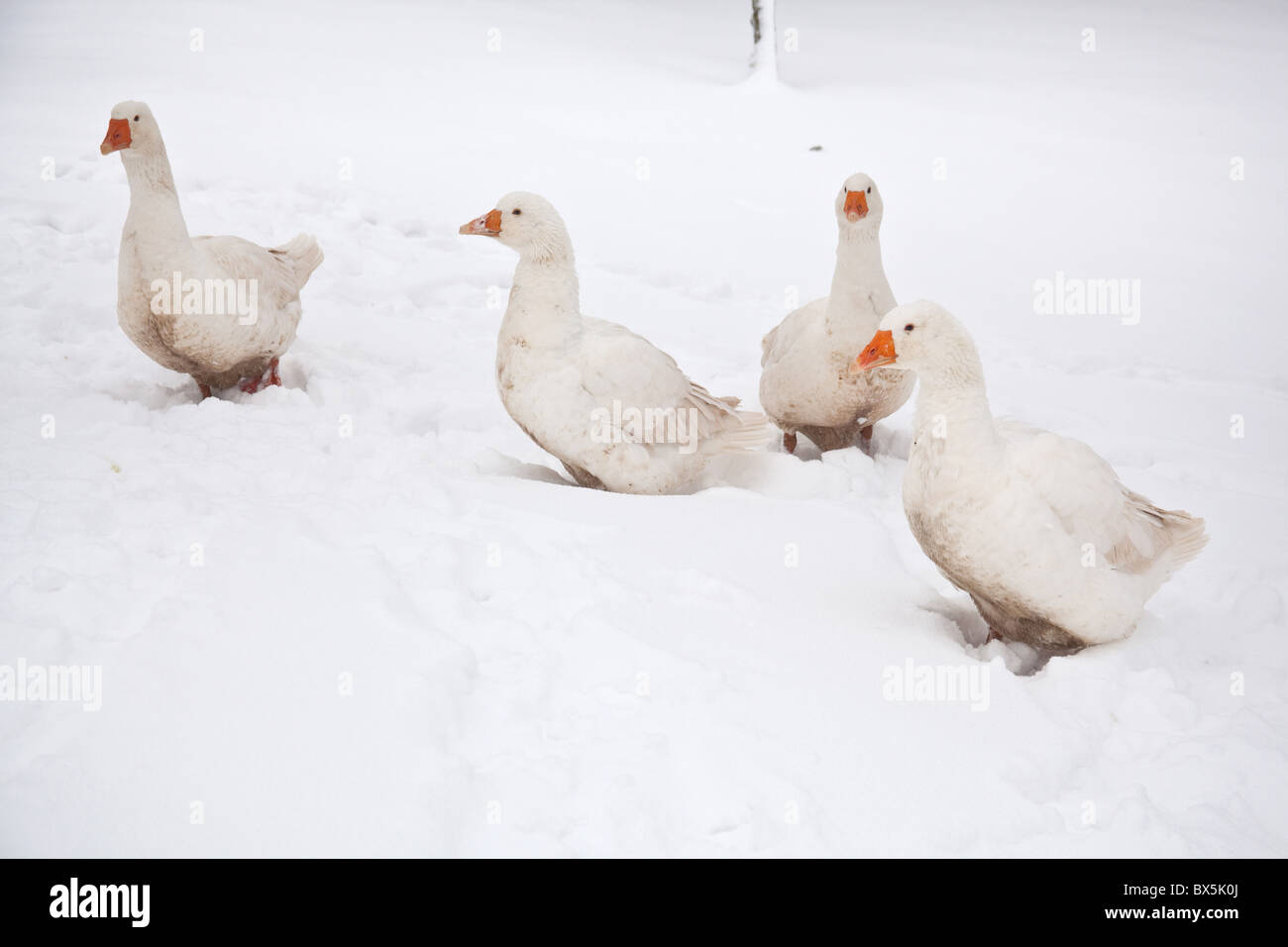 White domestic Embden geese or Bremen goose, In the snow , Hampshire ...