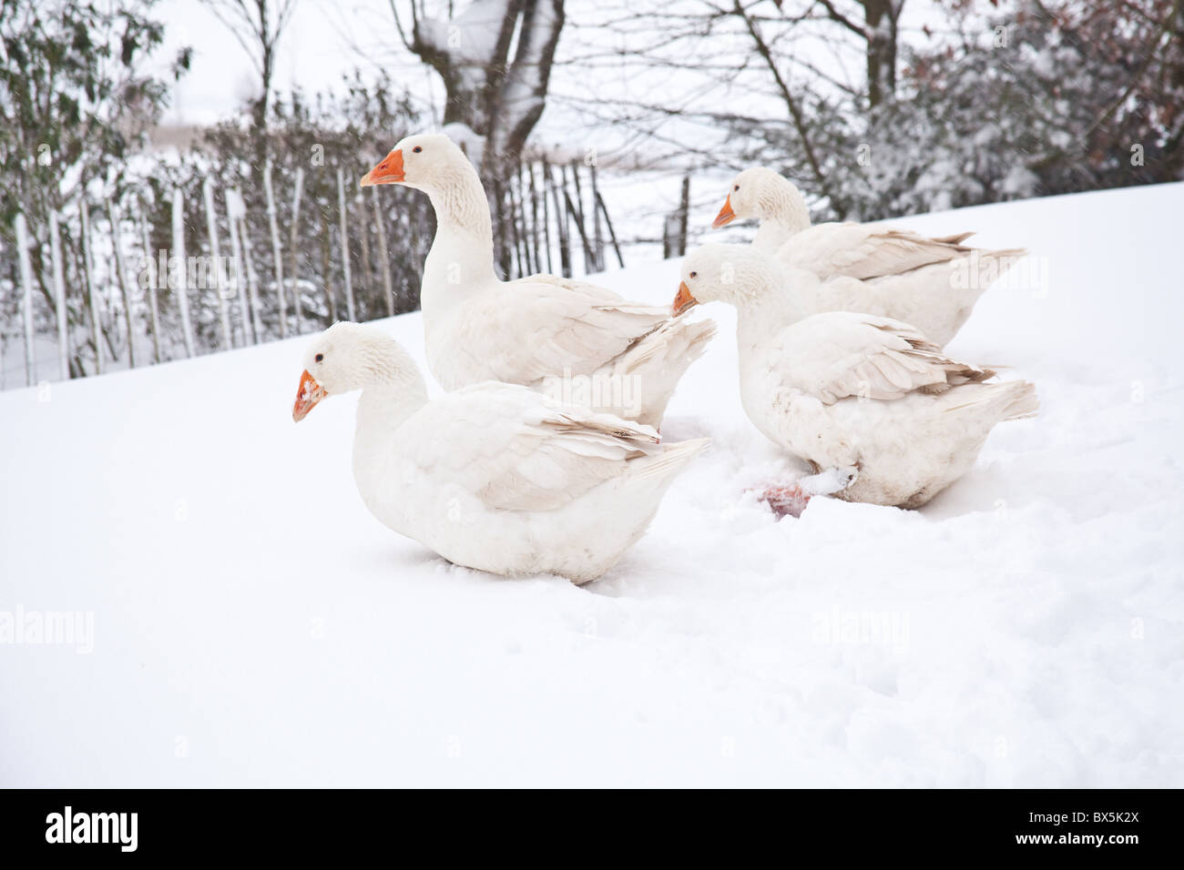 White domestic Embden geese or Bremen goose, In the snow , Hampshire ...