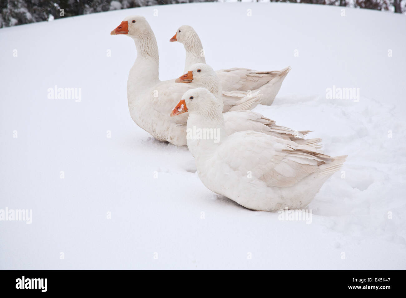 White domestic Embden geese or Bremen goose, In the snow , Hampshire ...