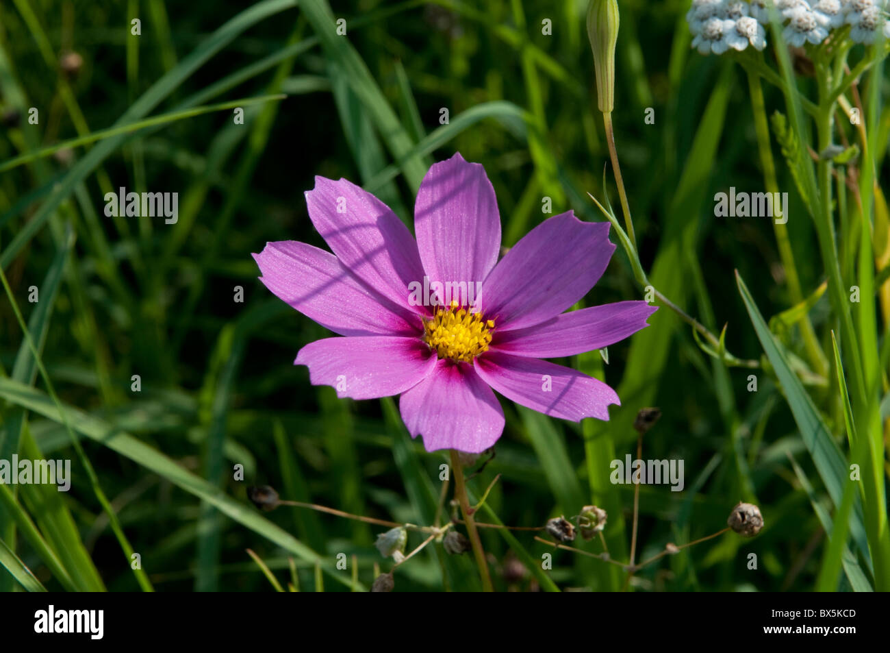 Single flower grass hi-res stock photography and images - Alamy
