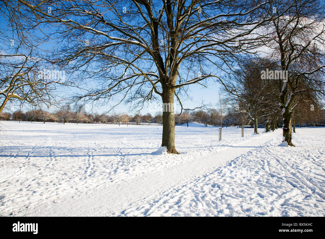 Tree Lined Path on The Stray in Winter Harrogate North Yorkshire ...