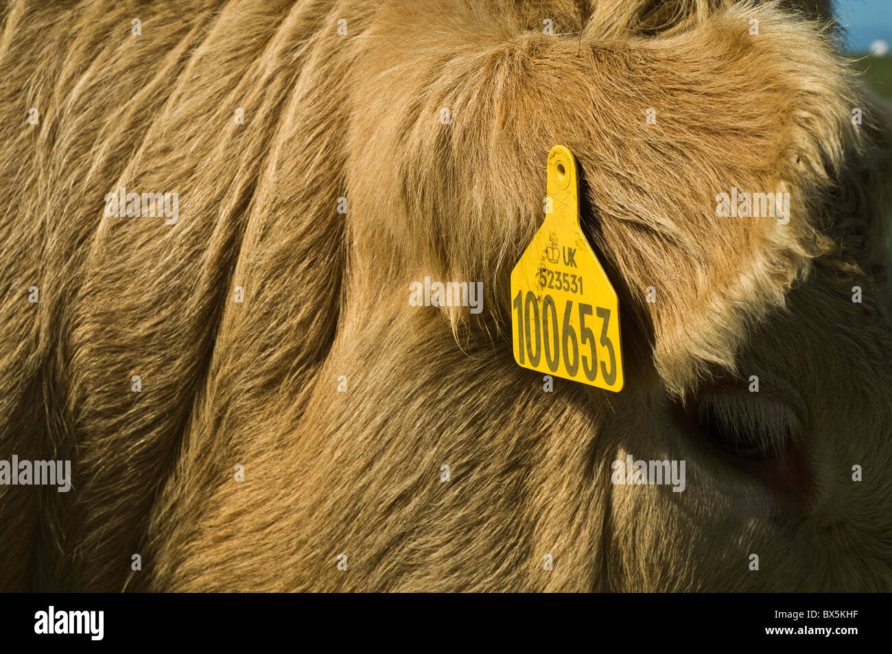dh Farming ANIMAL ORKNEY Close up beef cow ear identity tag uk cows id ...