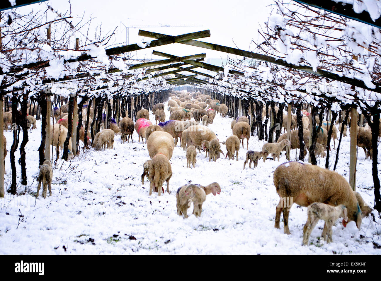 sheep in the cold winter in the snowy countryside Stock Photo - Alamy