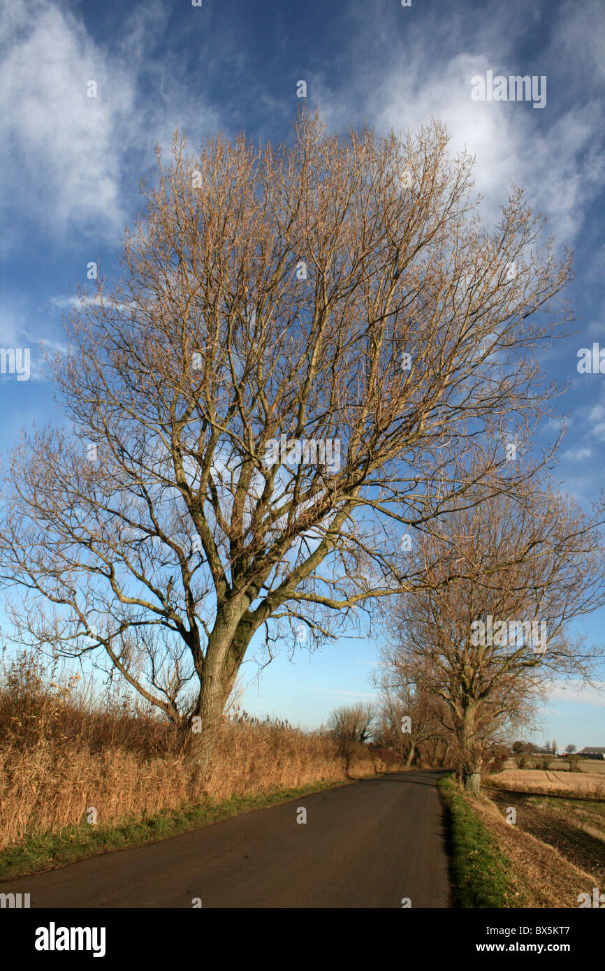 Bare Winter Trees On A Country Lane In Lancashire Stock Photo - Alamy