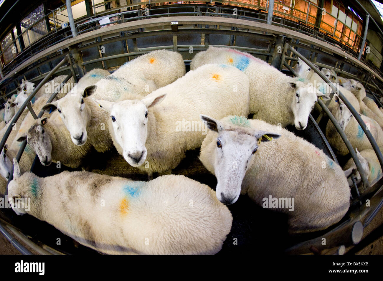 Sheep lamb auction market hi-res stock photography and images - Alamy
