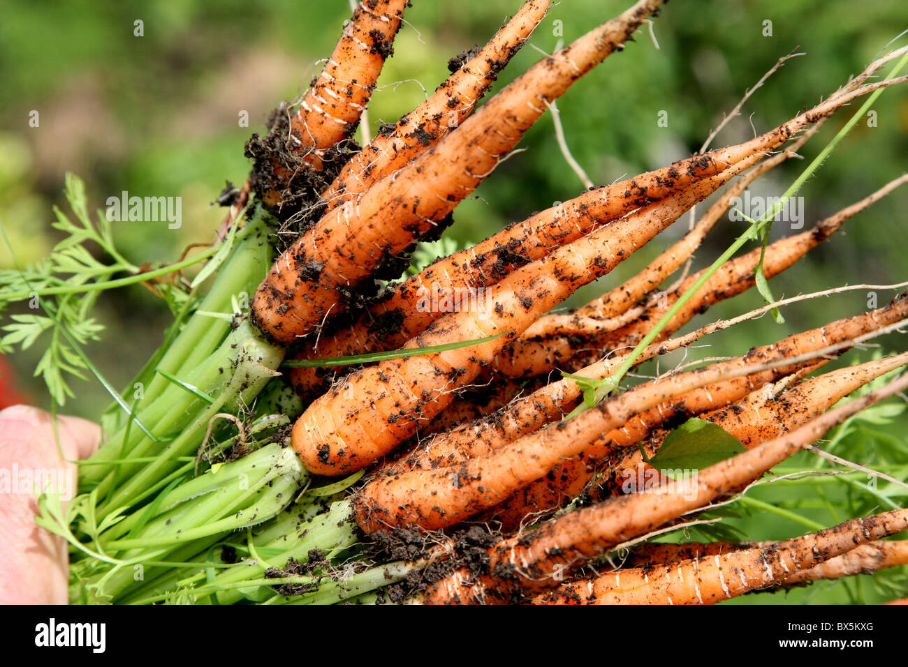Handful of homegrwon vegetables Stock Photo - Alamy