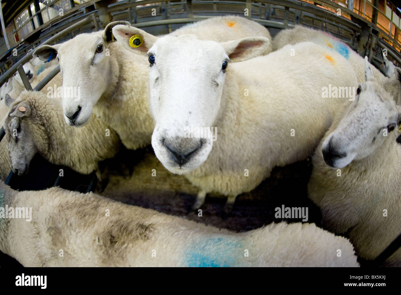 Chelford market hi-res stock photography and images - Alamy