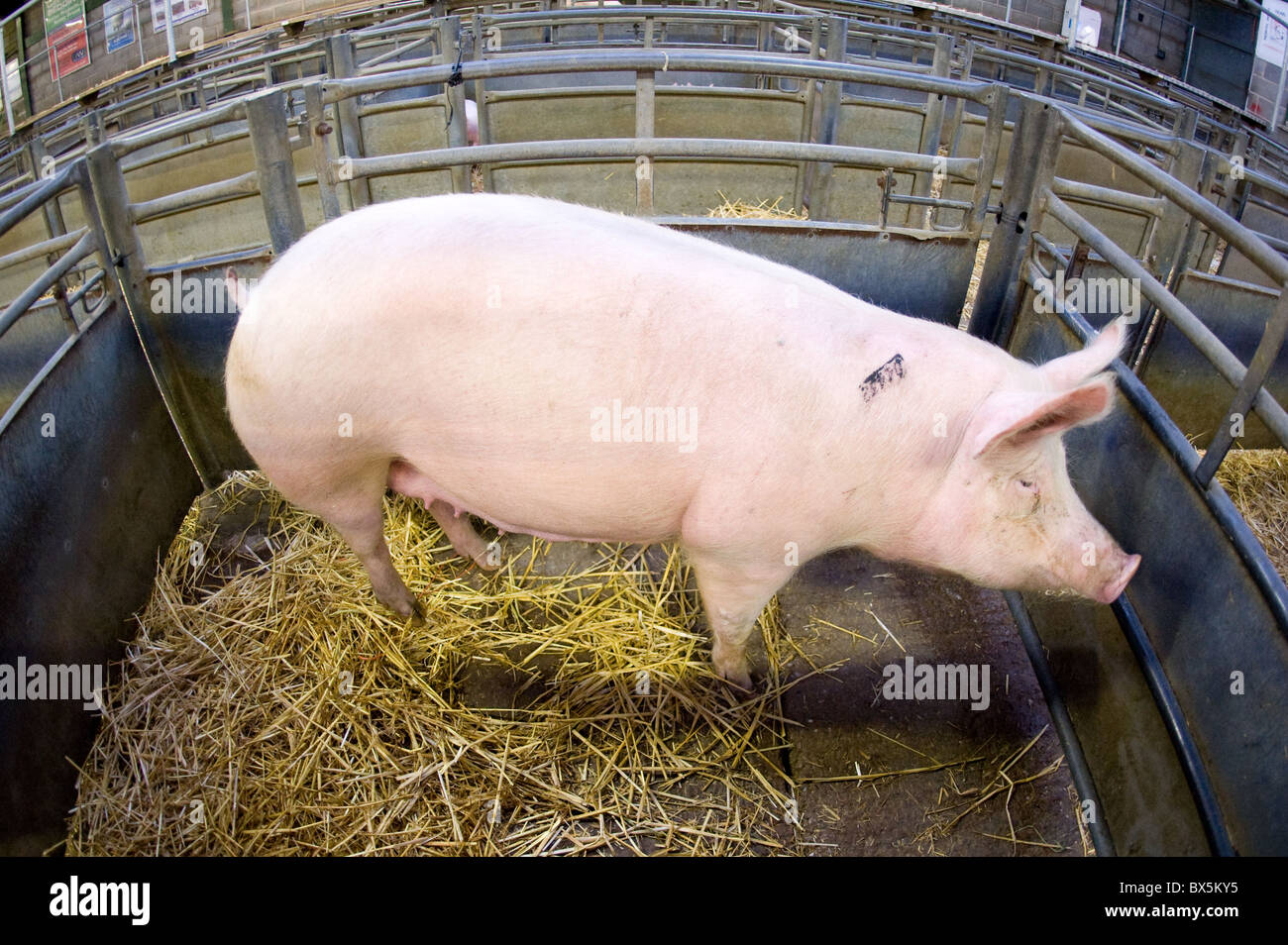Pig auction hi-res stock photography and images - Alamy