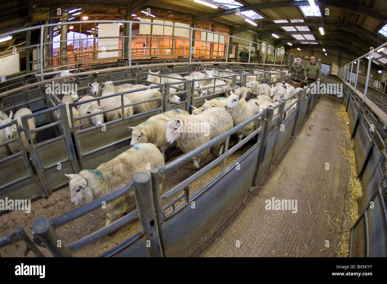 Chelford livestock auction hi-res stock photography and images - Alamy