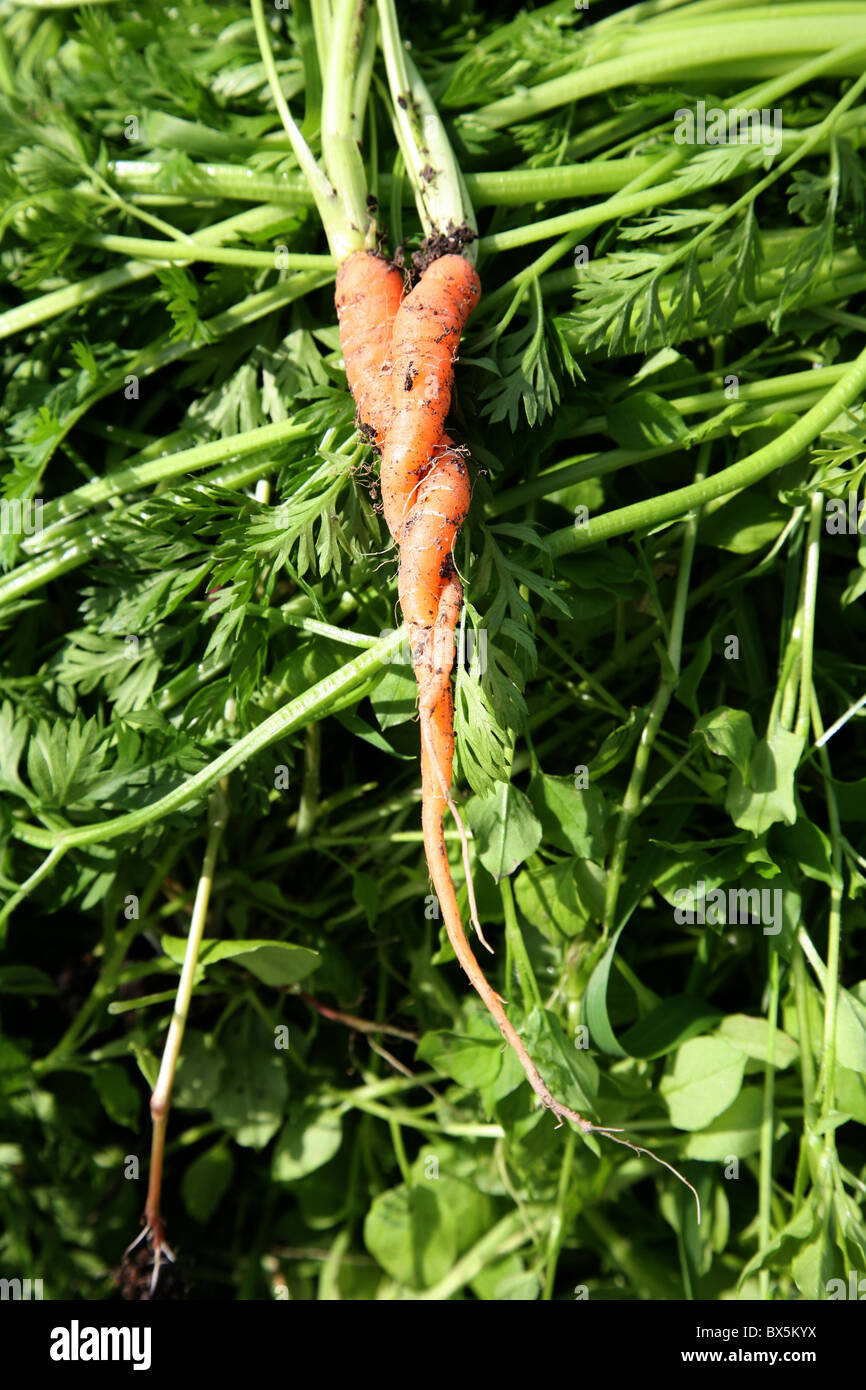 Twisted carrot hi-res stock photography and images - Alamy