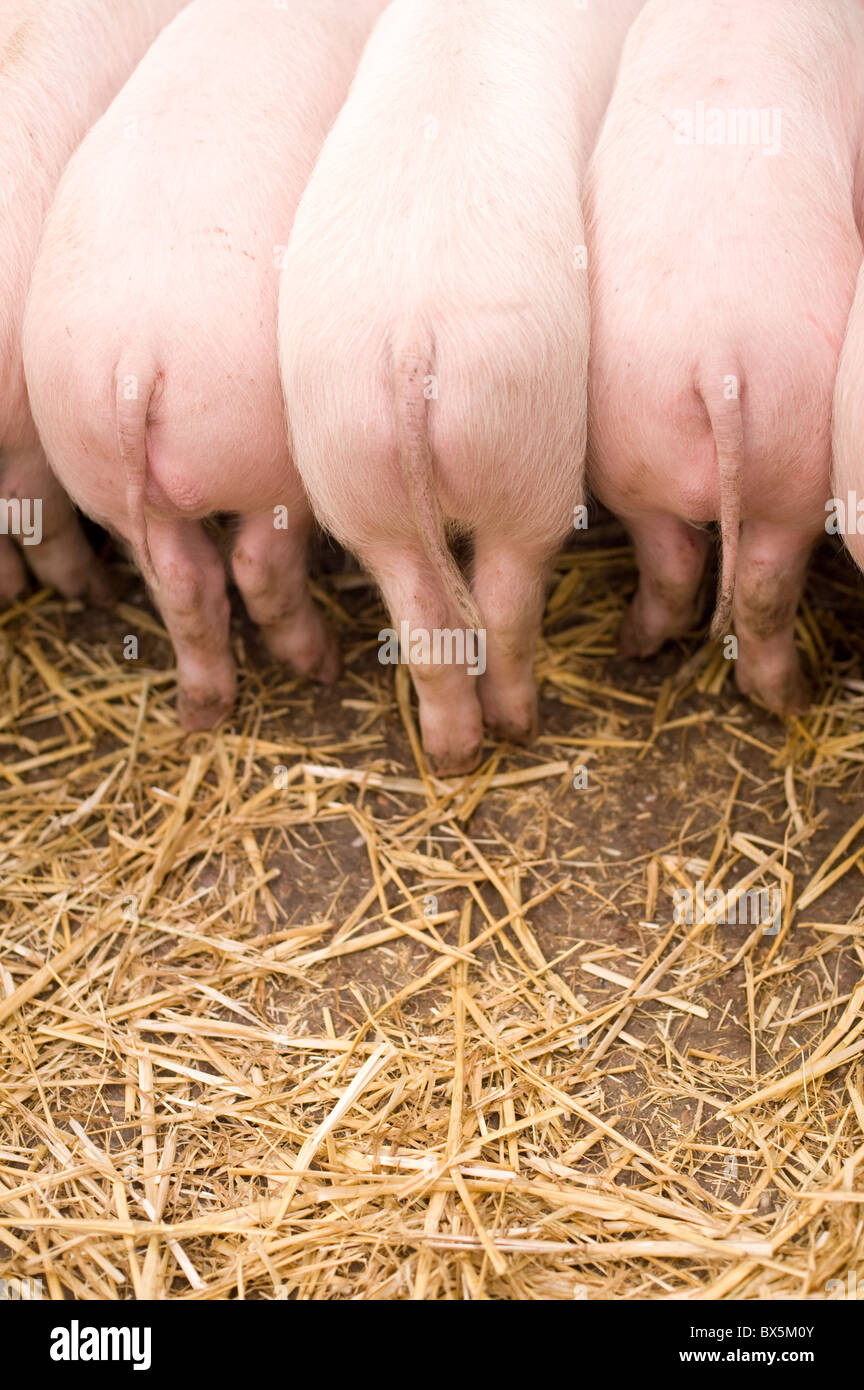 Pig farmers market hi-res stock photography and images - Alamy