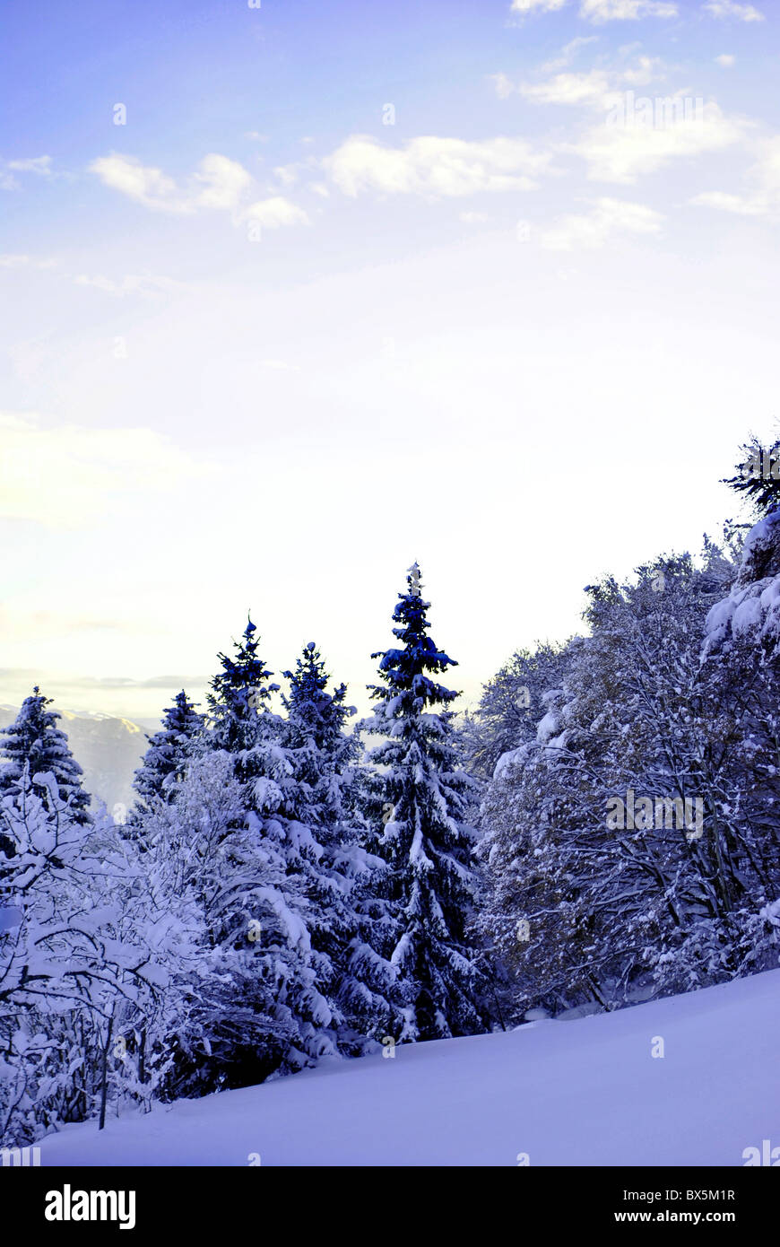 conifer forest in winter with snow Stock Photo - Alamy