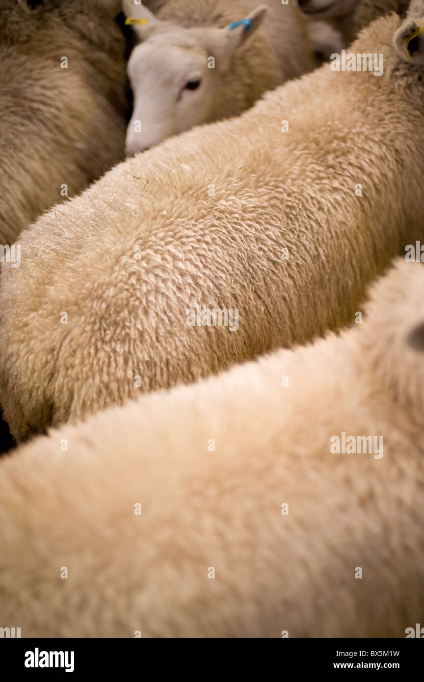 Chelford Market Stock Photos & Chelford Market Stock Images - Alamy