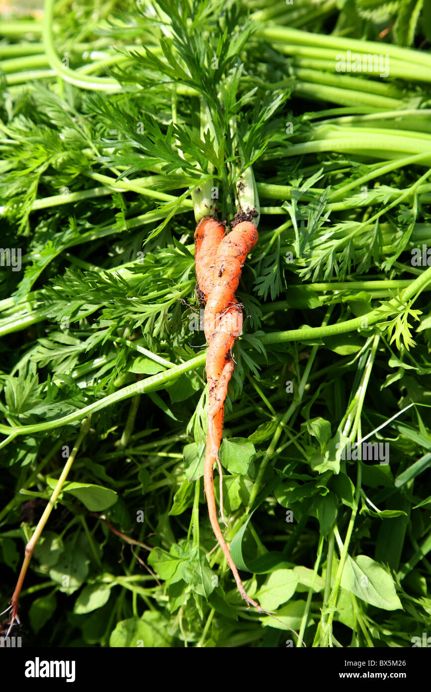 Twisted carrot hi-res stock photography and images - Alamy