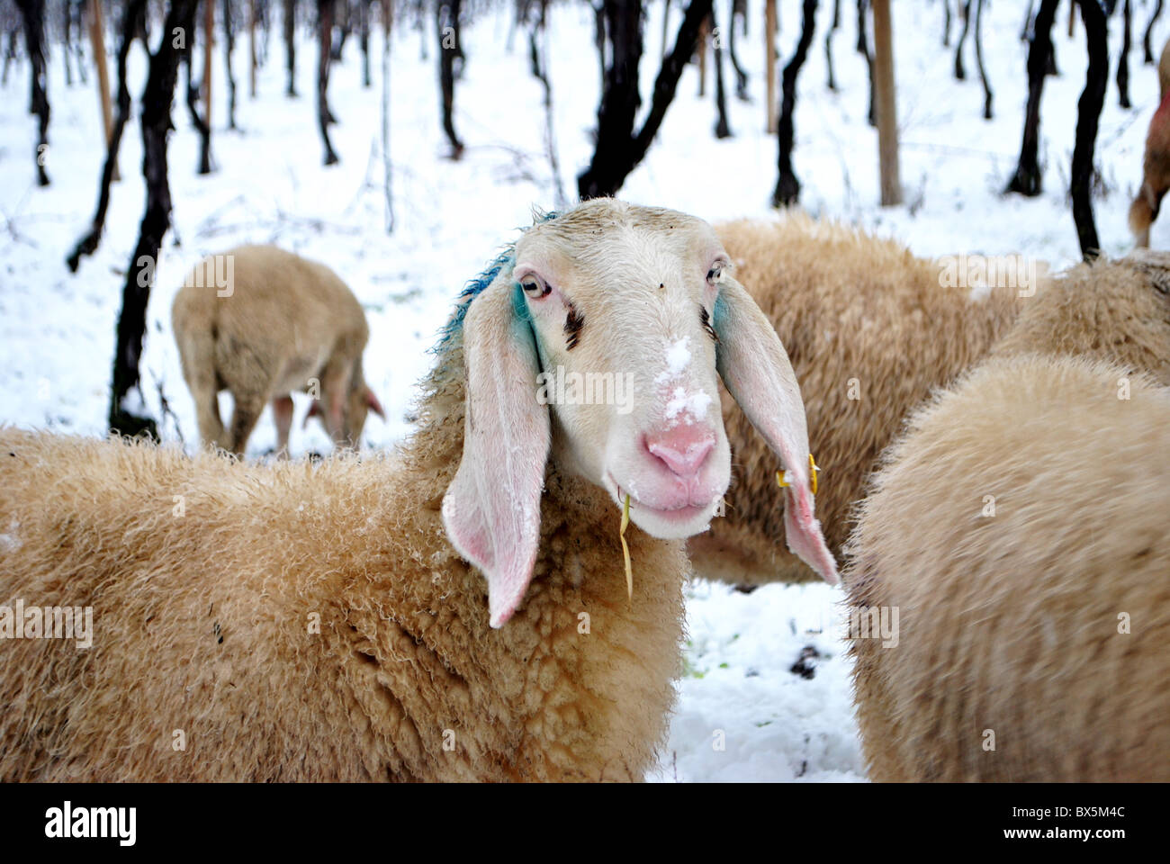 Sheep eating in snow hi-res stock photography and images - Alamy