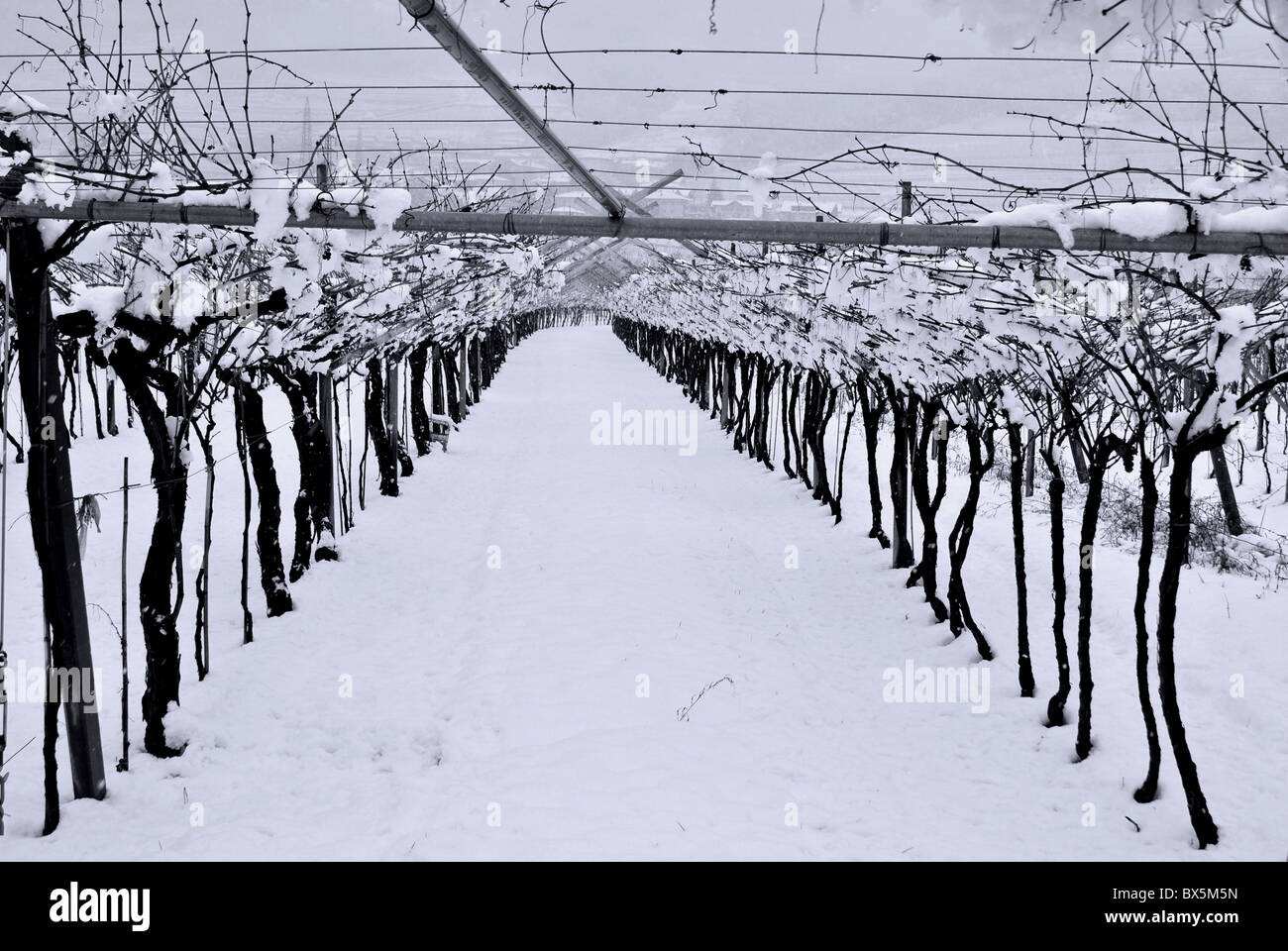 Mclaren vale vineyards hi-res stock photography and images - Alamy
