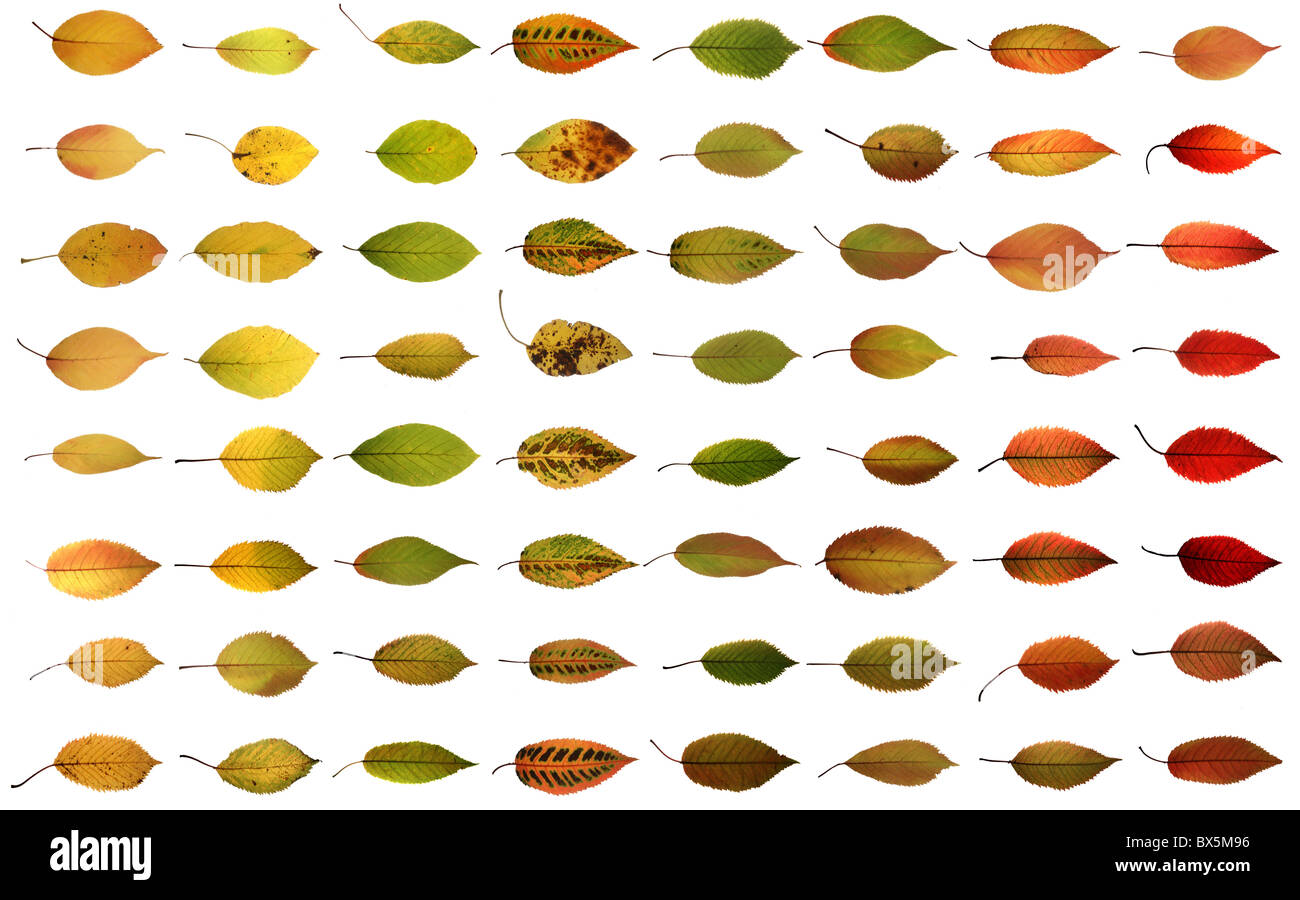 grid of cherry leaves Stock Photo - Alamy