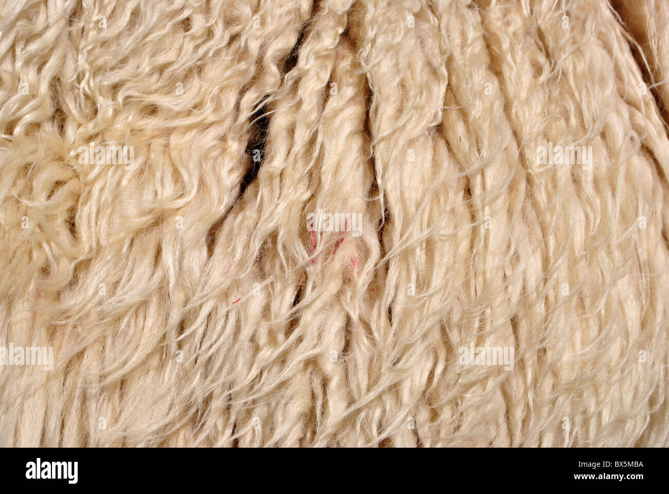 long white wool sheep Stock Photo - Alamy