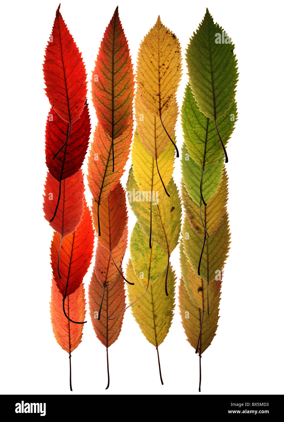 Fall collage Cut Out Stock Images & Pictures - Alamy