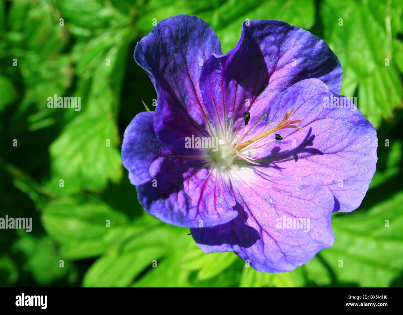 English geranium hi-res stock photography and images - Alamy